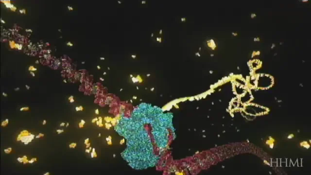HHMI Biointeractive Translation (basic detail) on Vimeo