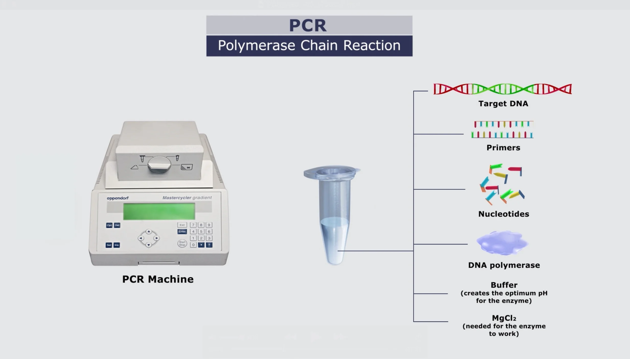 PCR – the polymerase chain reaction explained