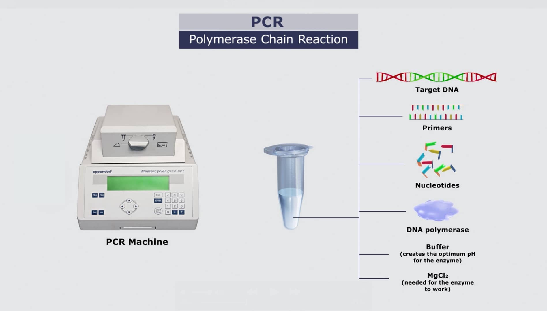 PCR Animation on Vimeo