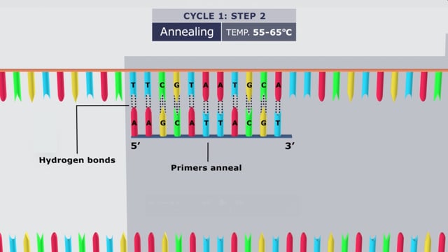 Polymerase Chain Reaction Animation