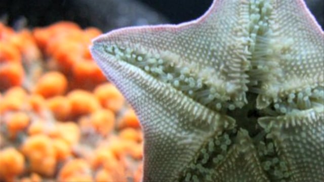 Red spots — Science Learning Hub