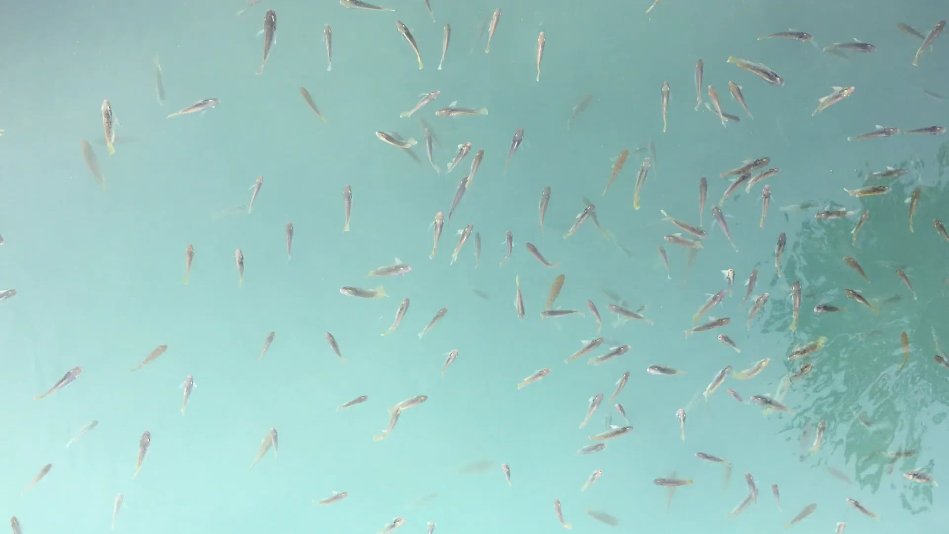 Fish-Tank on Vimeo