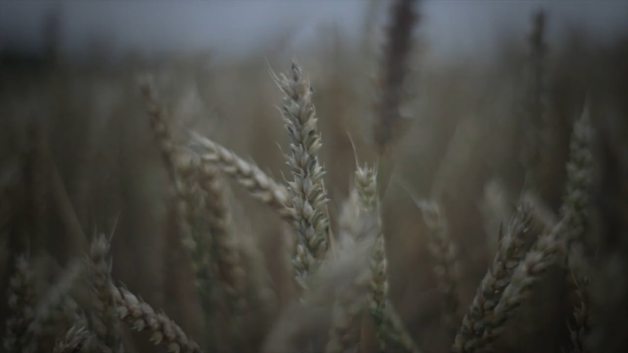 The Durham Puma - Teaser Trailer on Vimeo