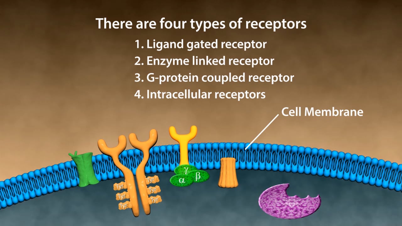 Delhi Animations - Chapter_02_Types_of_drug_receptors_072017_1 on Vimeo
