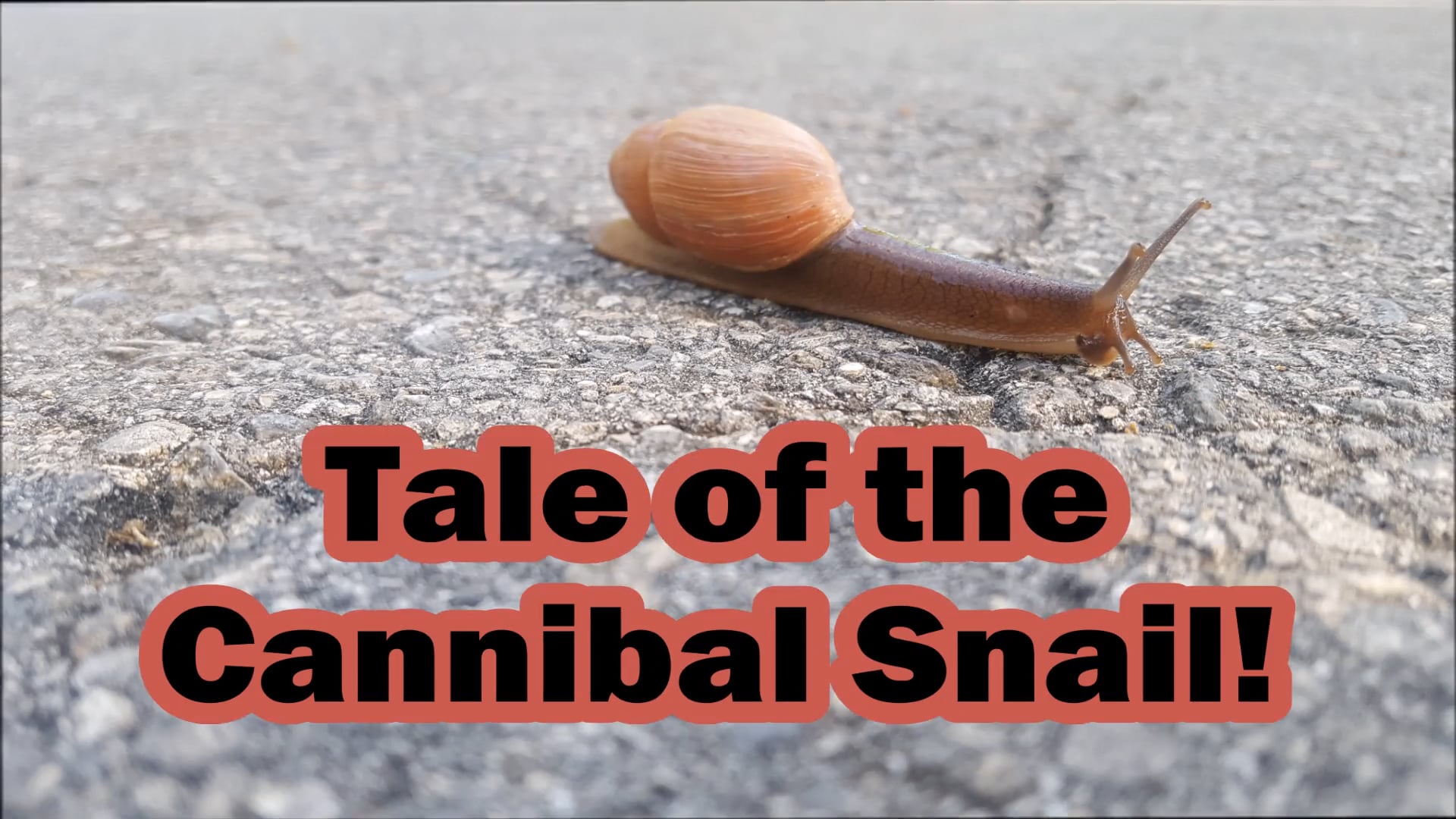 Tale of the Cannibal Snail on Vimeo