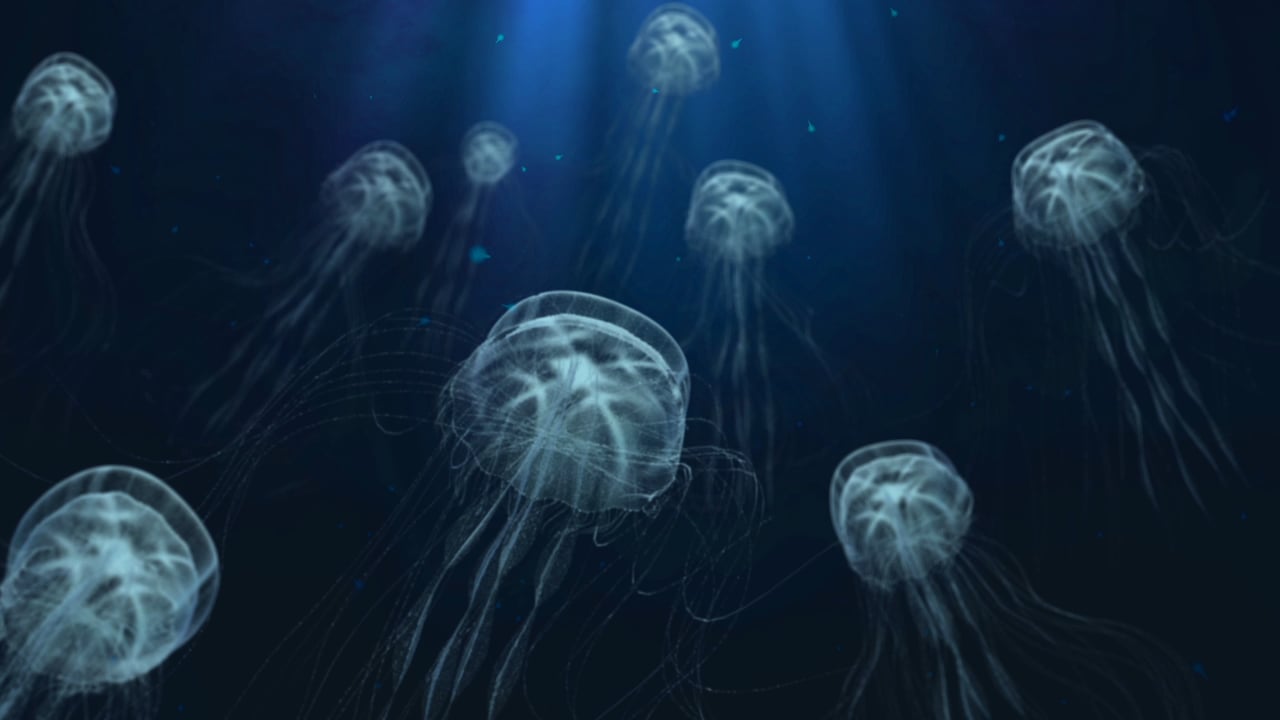 Jellyfish on Vimeo
