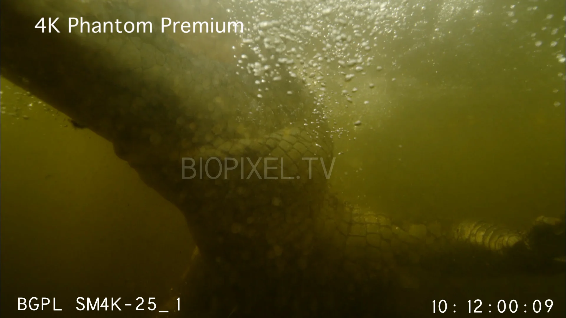 Crocodile - Saltwater crocodile leaping and turning underwater Phantom ...