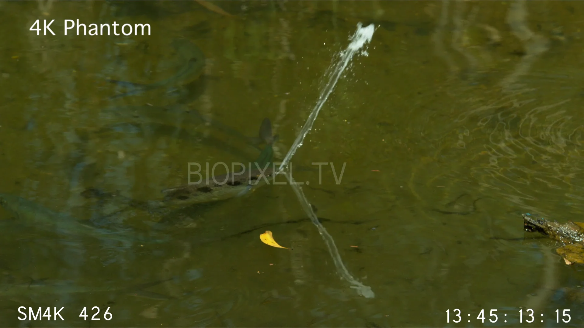 Fish Freshwater - Archerfish spitting water slow motion 4k 1000 frames ...
