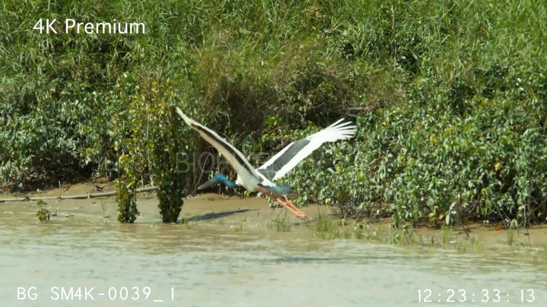 4K High Speed - Jabiru feeding on river edge Phantom 4K slow motion 500 frames per second 1 on Vimeo