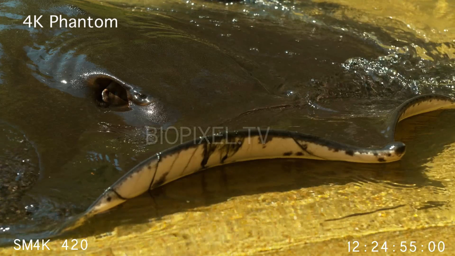 4K Stingray - Freshwater whiptail rays feeding Phantom 4K Flex slow ...