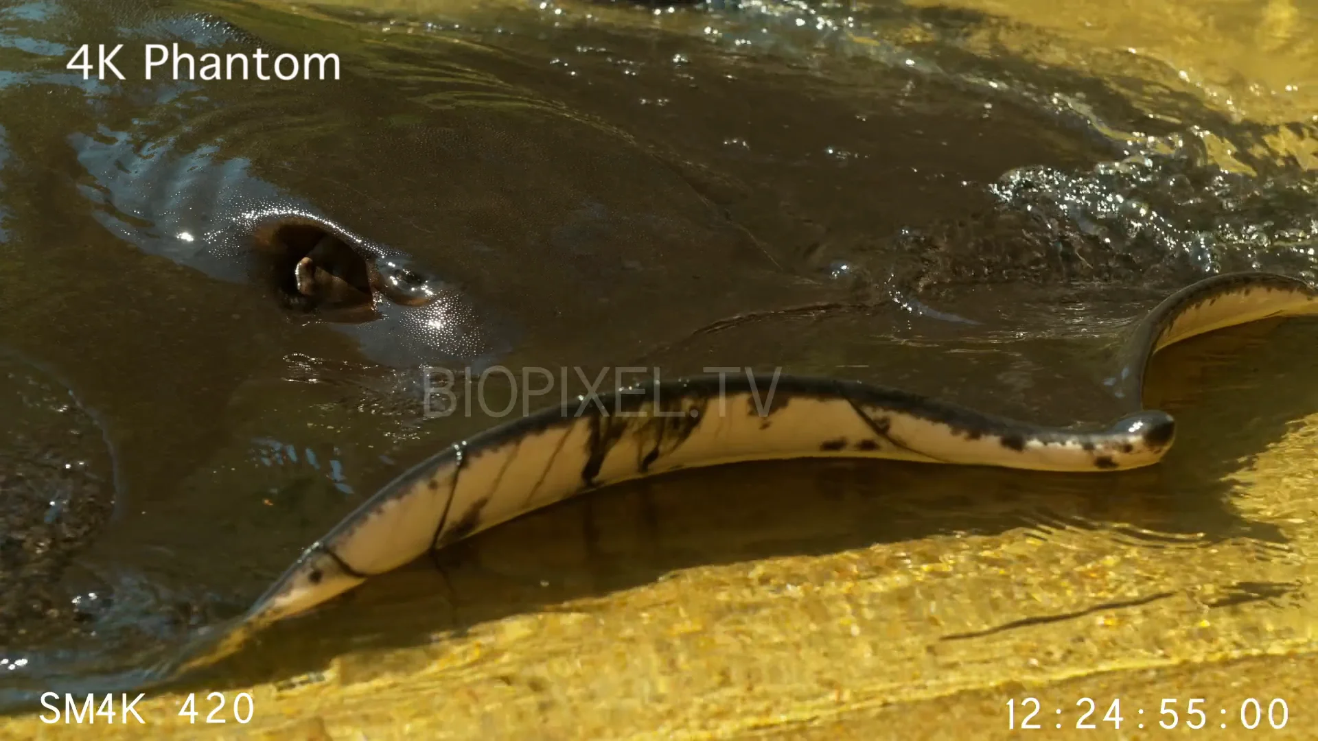 Stingray - Freshwater whiptail rays feeding Phantom 4K Flex slow motion ...