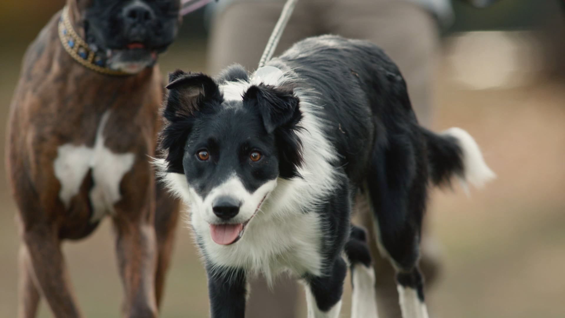 Dogs on Vimeo