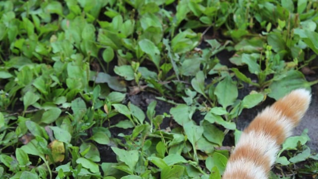 Chat Rouge Ronronne Un - Free video on Pixabay