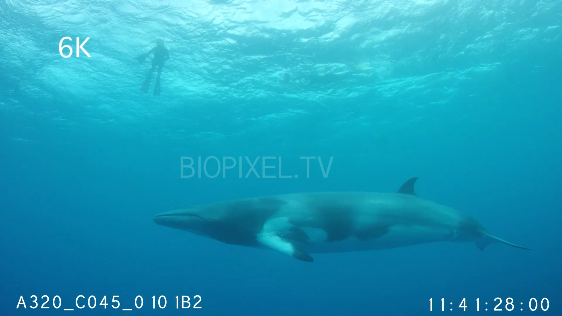 Marine Mammals - Dwarf Minke whale and tourism 6K 2 on Vimeo