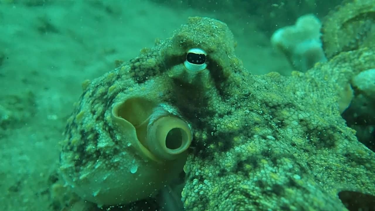 Octopus REALLY wants my camera on Vimeo