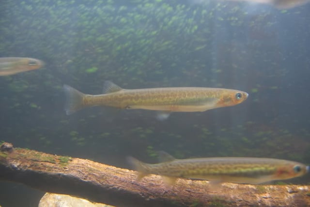 Inanga and other whitebait — Science Learning Hub