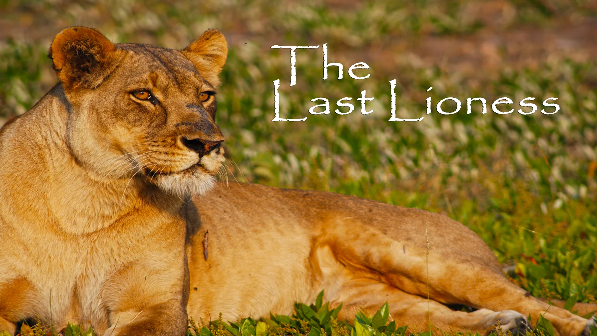 Watch The Last Lioness Online | Vimeo On Demand on Vimeo