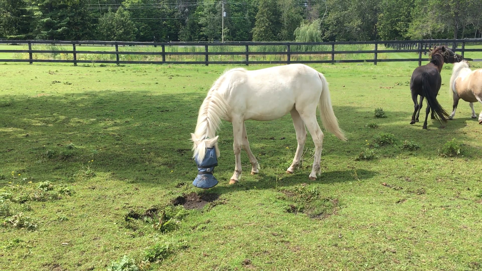 Siri attempts to play with Max on Vimeo
