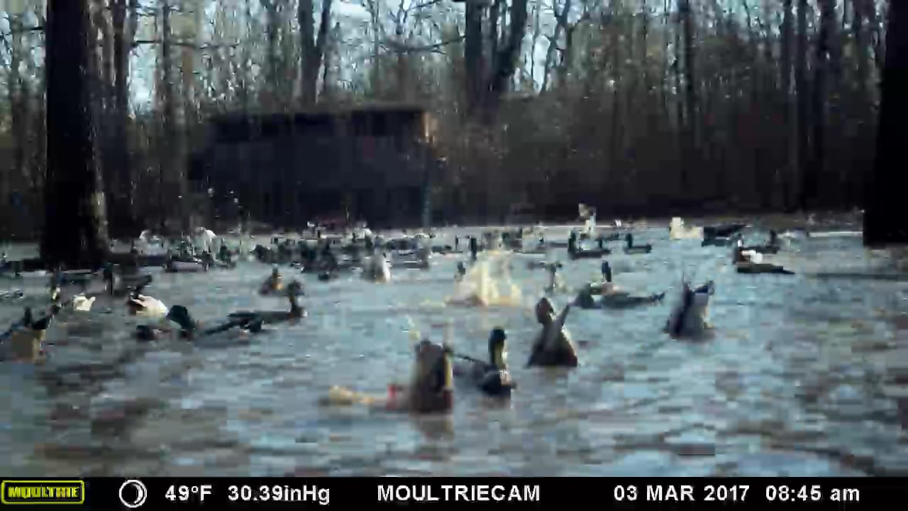MALLARDS IN ARKANSAS FLOODED TIMBER - WELLONSLAND.COM on Vimeo