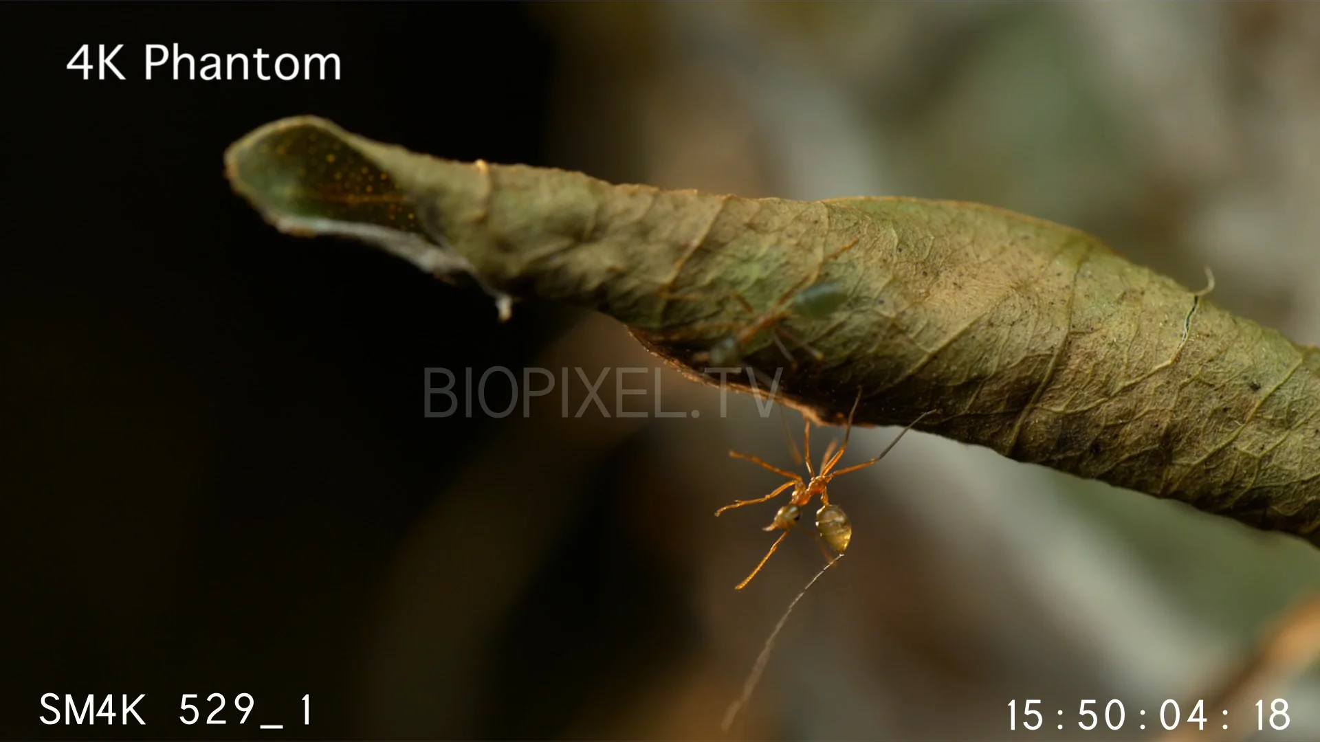 Weird - Green tree ants spraying acid 4K slow motion 1000 frames per ...