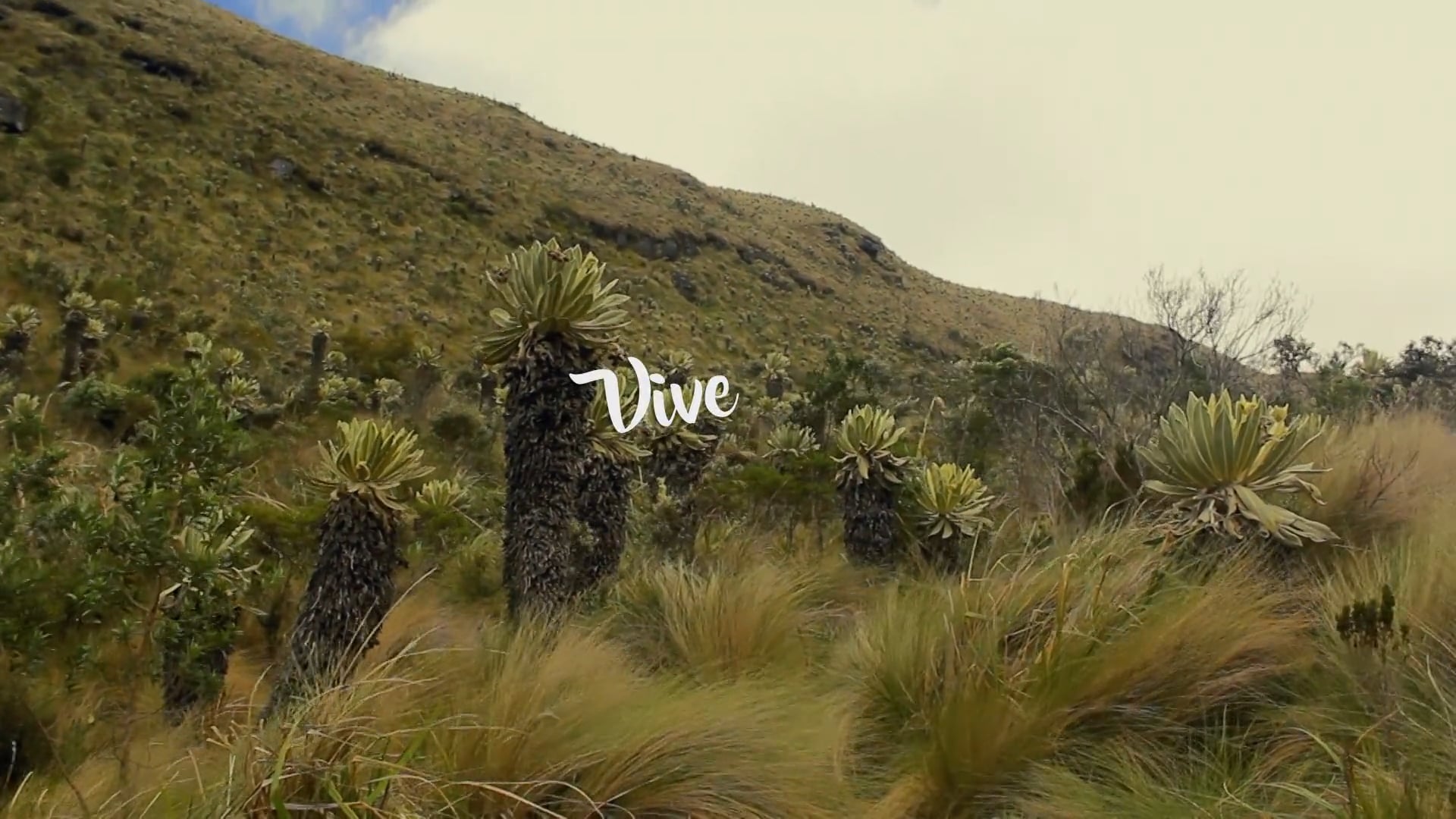 Páramo - Hotel polylepis lodge on Vimeo