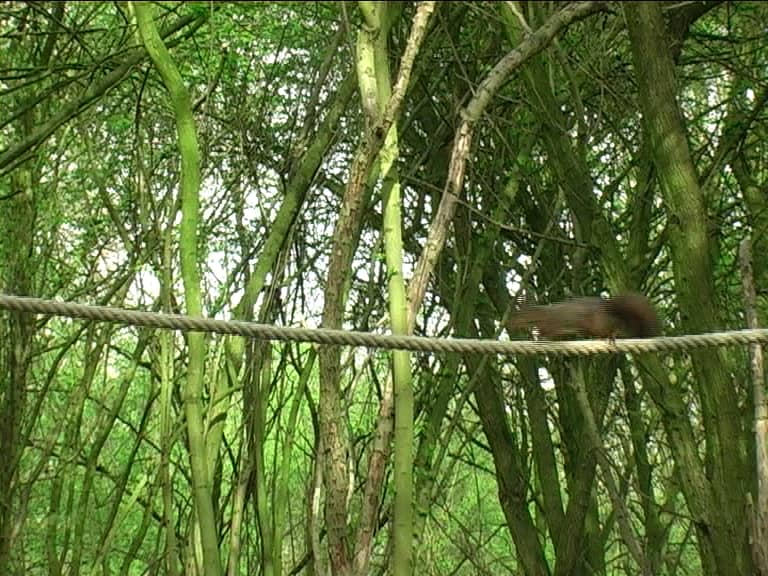 red squirrel rope bridge on Vimeo