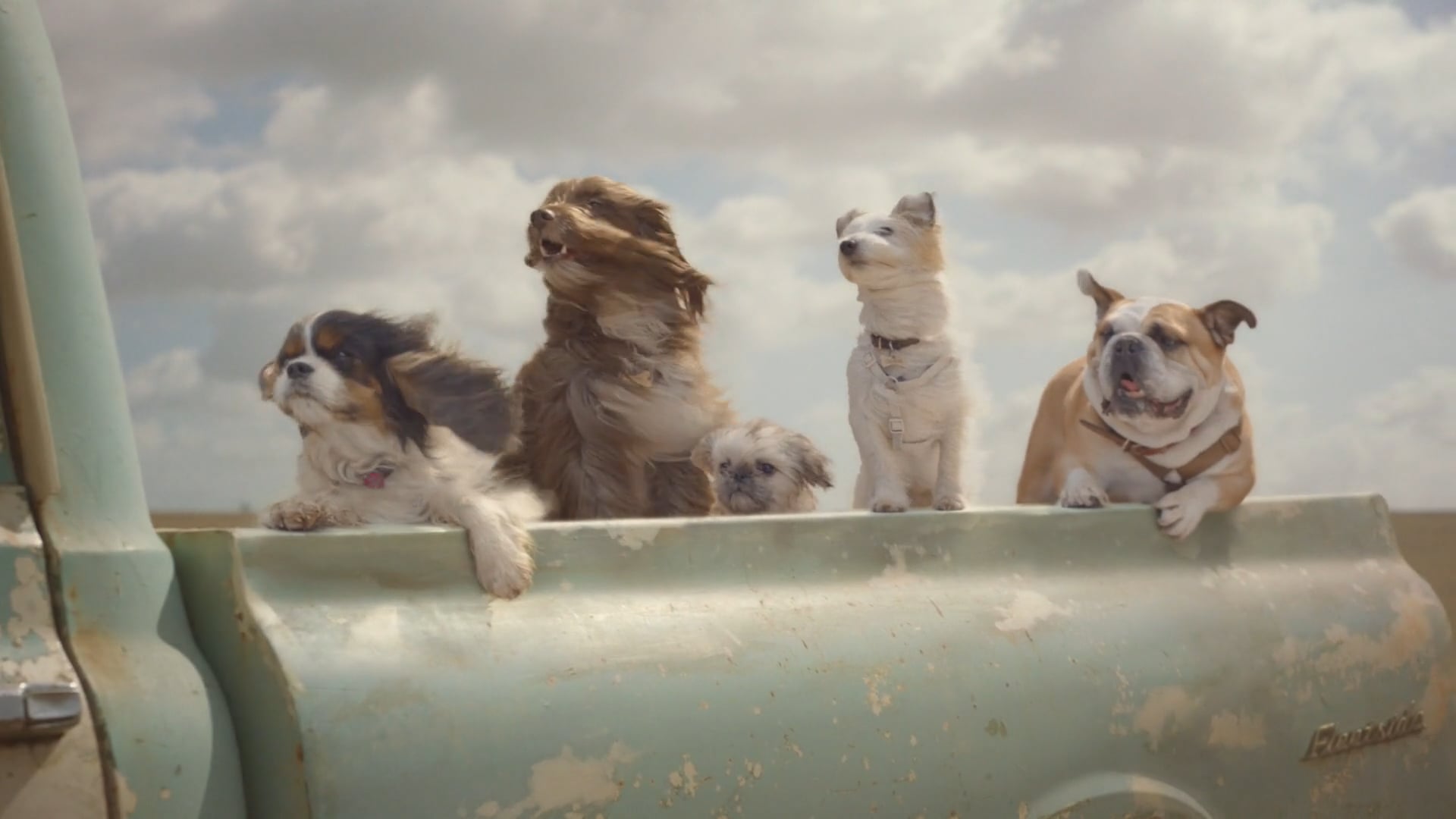 Channel 5 Ident - Dogs on Vimeo