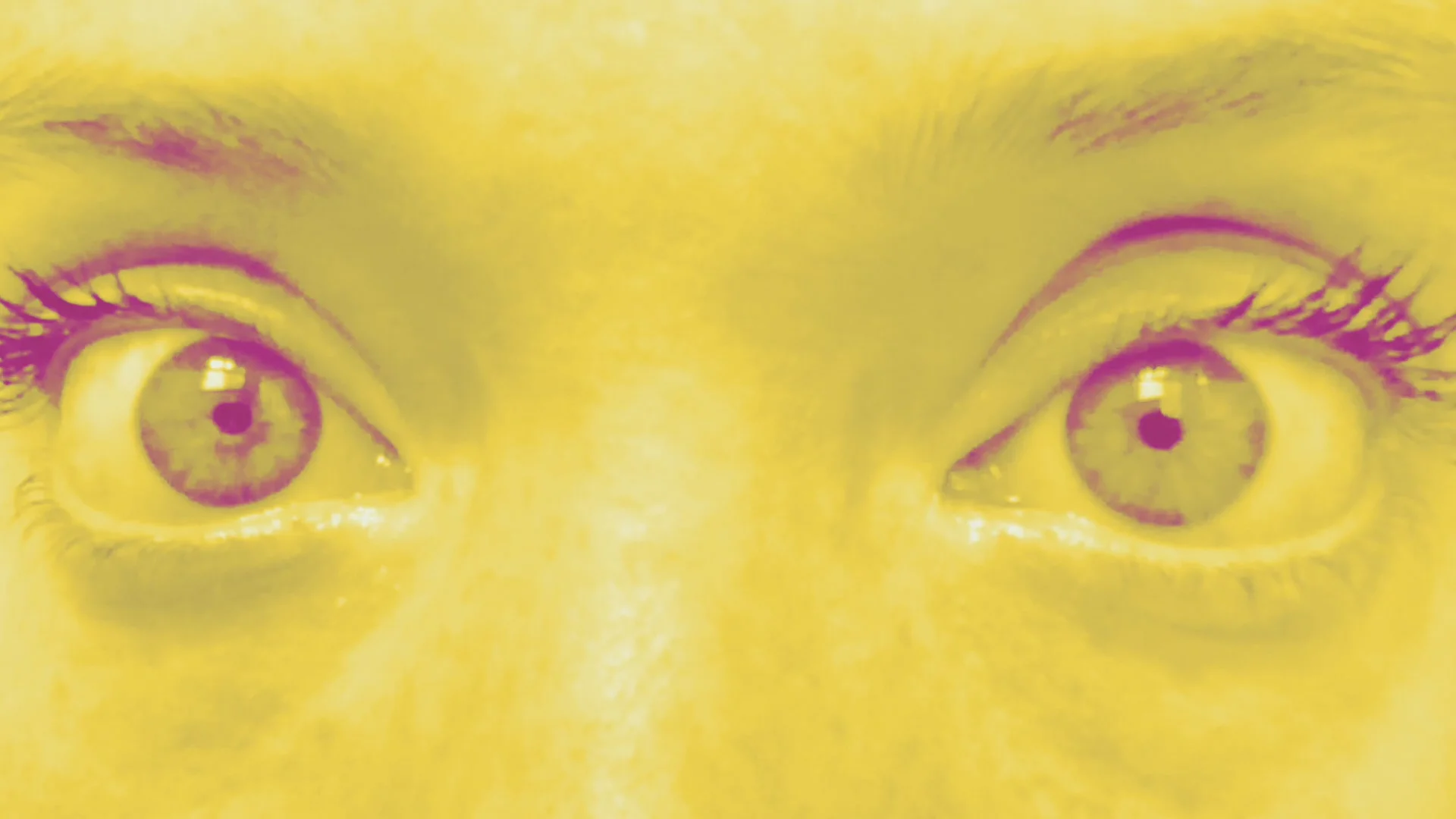 The Sunflower on Vimeo