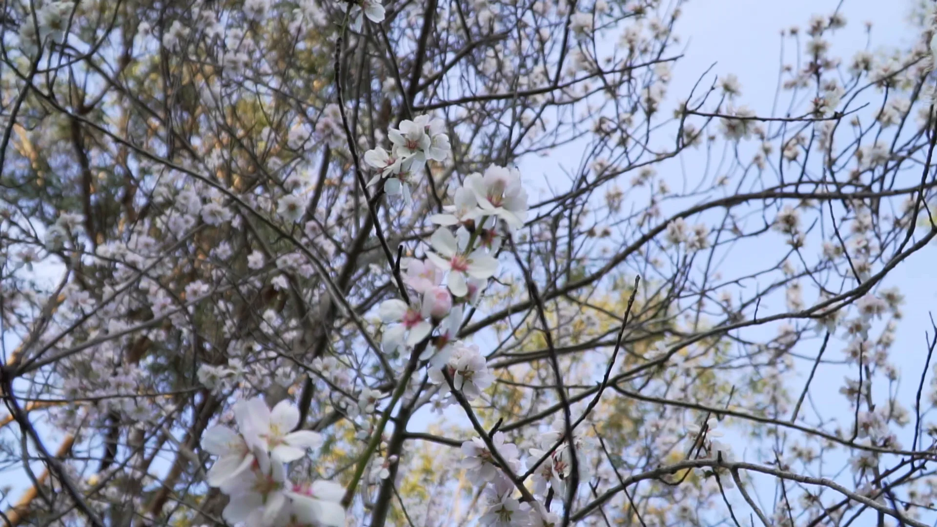 Miele Maggie Spring video on Vimeo