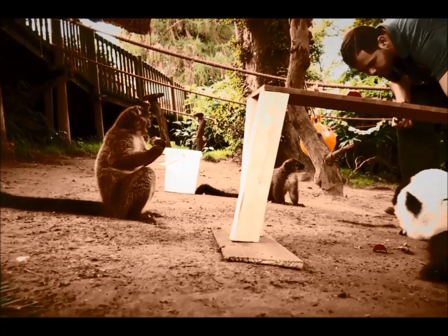 Lemur Wedding Video at Woburn Safari Park on Vimeo