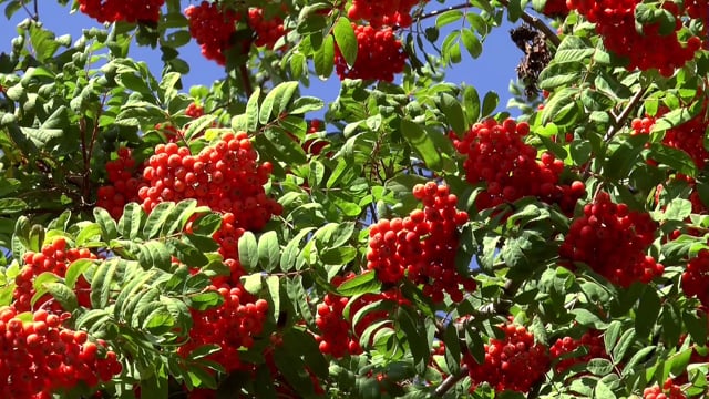 Berries Rowan Plant - Free video on Pixabay