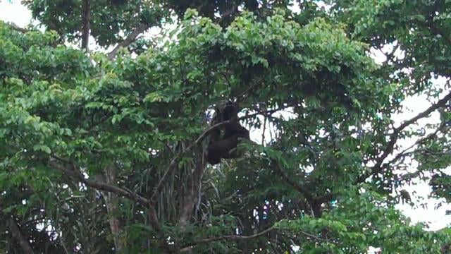 Paresseux unau du zoo de guyane #1 on Vimeo