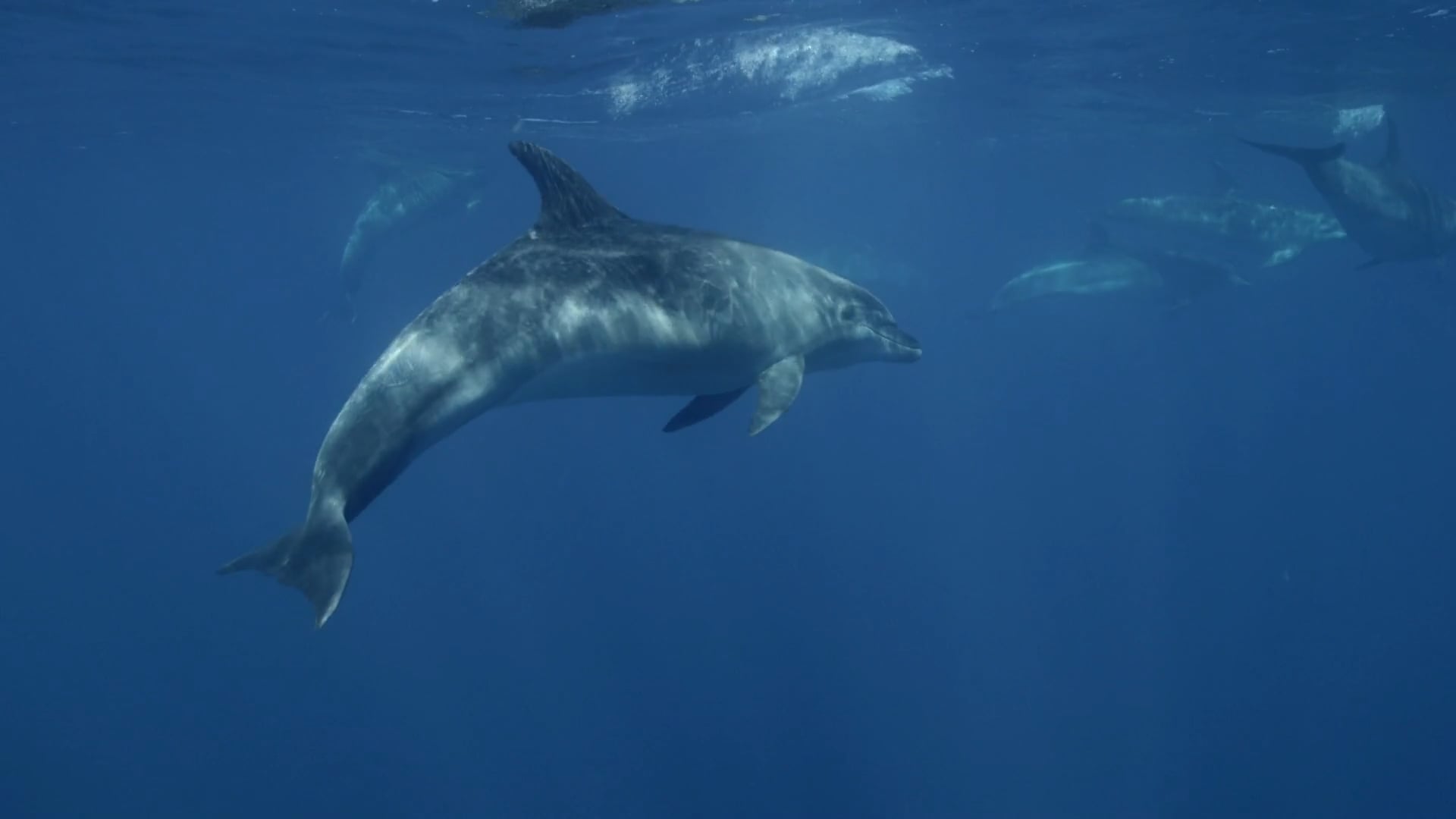 YOE - Video: How does a dolphin move?