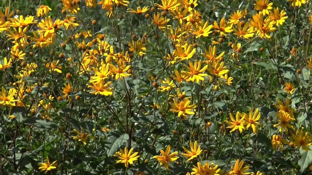 Flowers, Summer, August. Free Stock Video - Pixabay