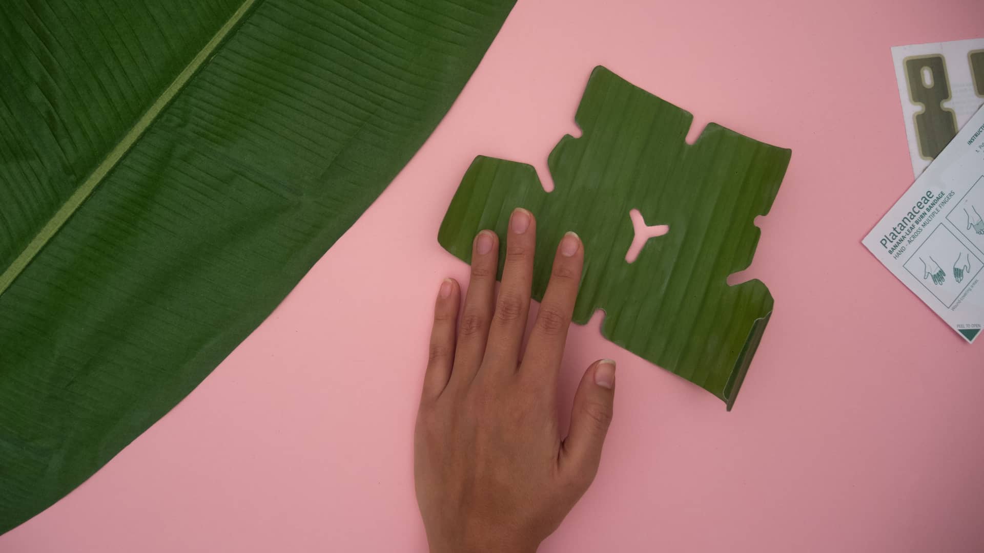 Platanaceae: Banana leaf burn bandages on Vimeo