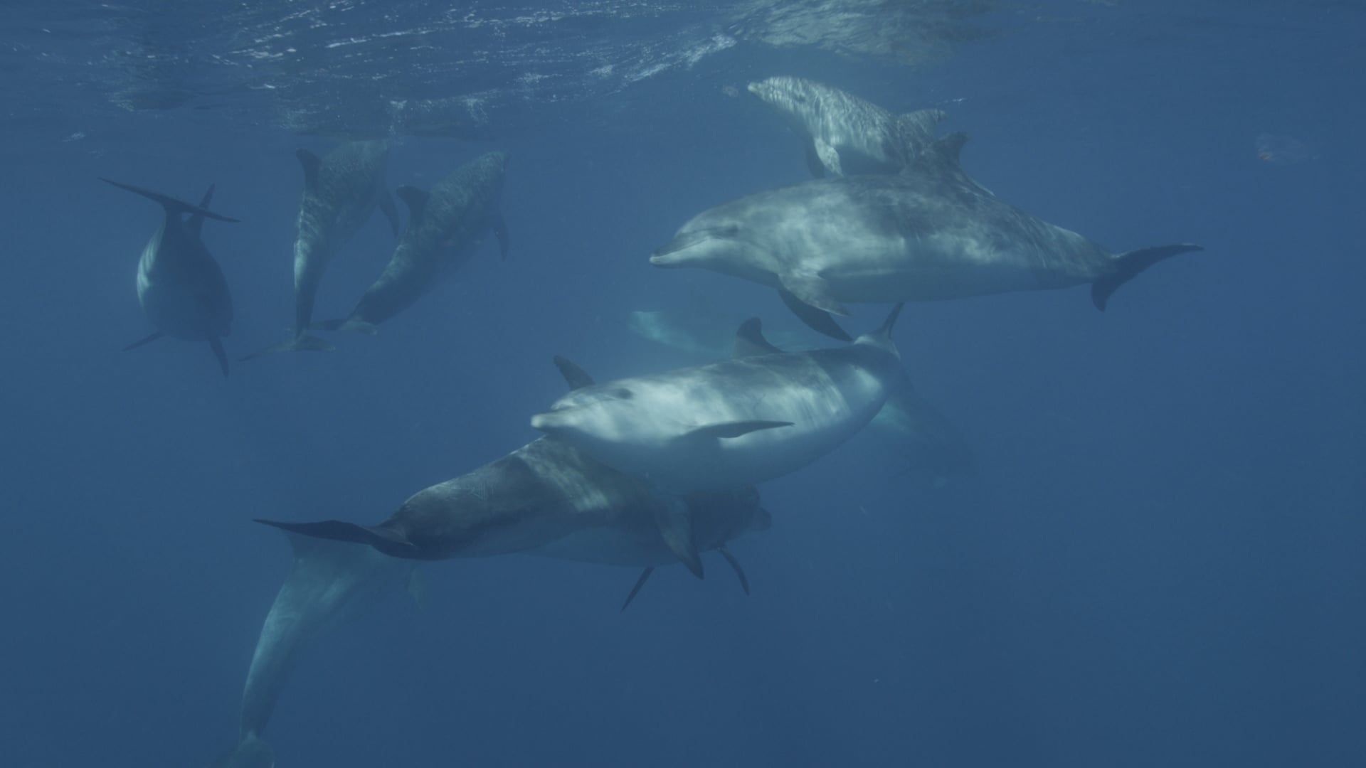 YOE - Video: Do dolphins drink water?