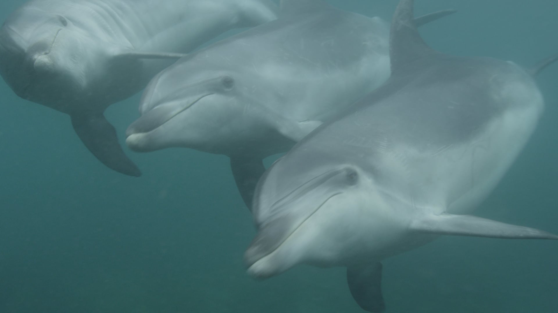 YOE - Video: Dolphin skin - it's amazing!