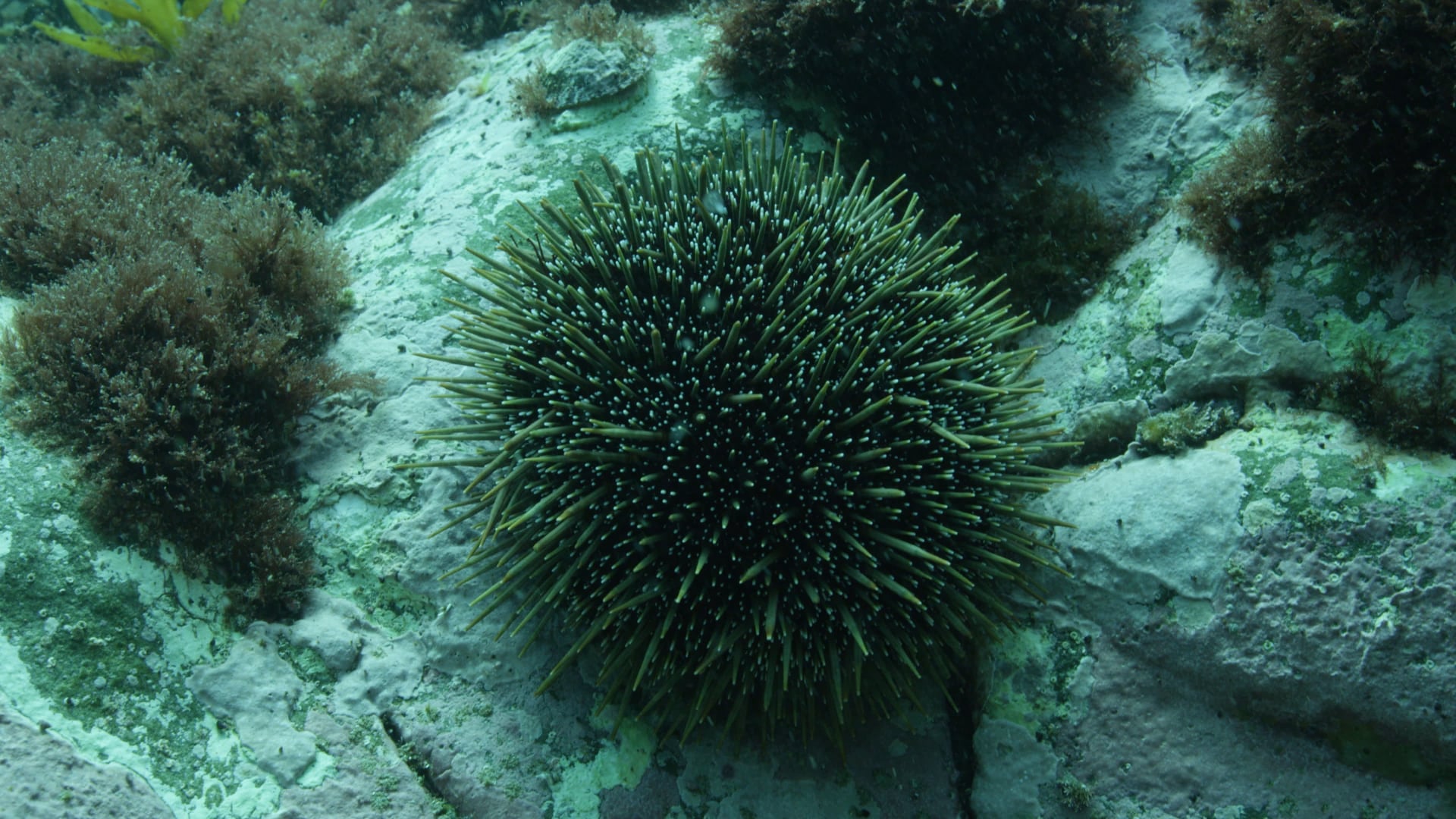 YOE - Video: What sea animal eats like a cow?