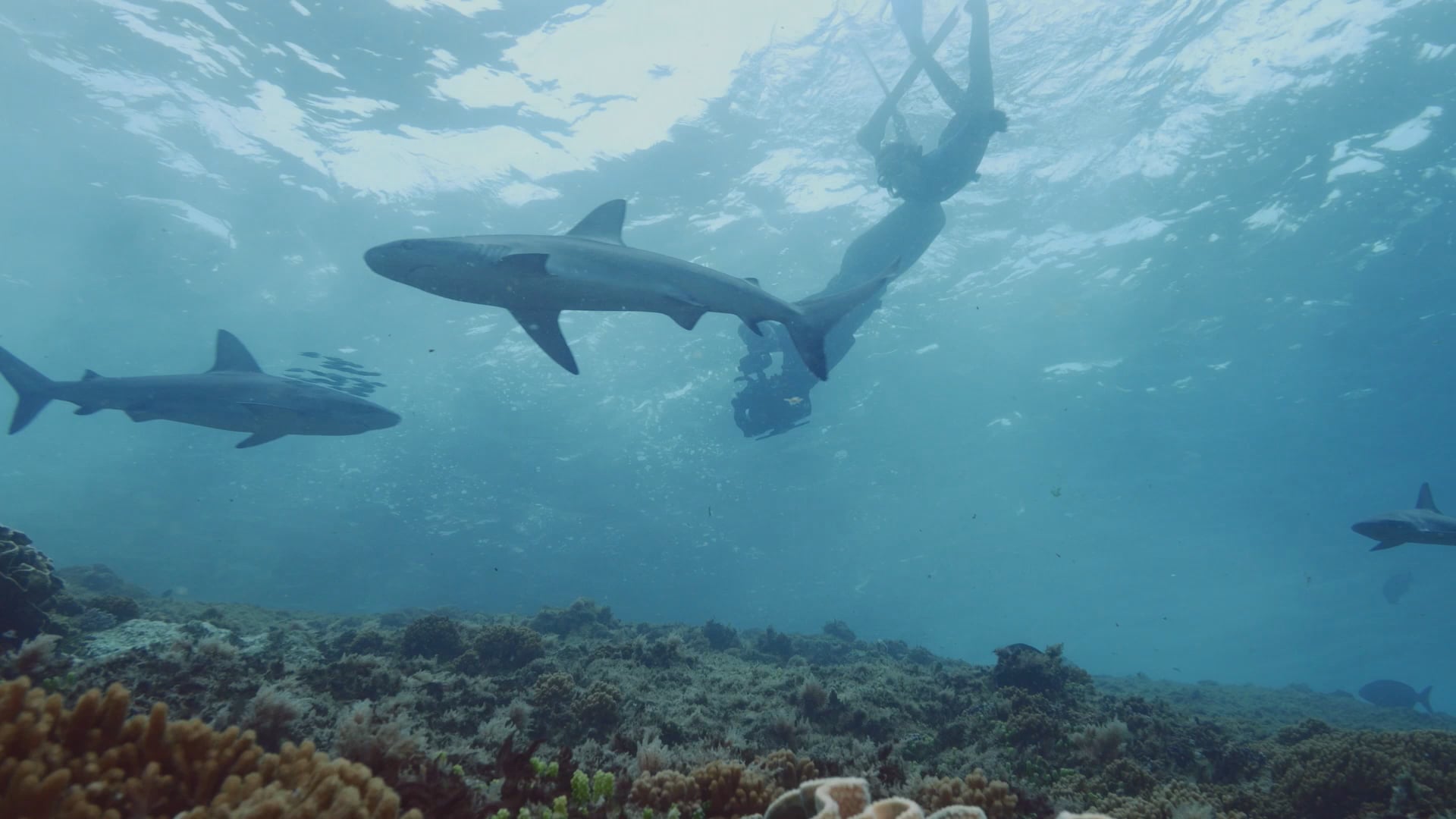 YOE - Video: Riley swims with galapagos sharks