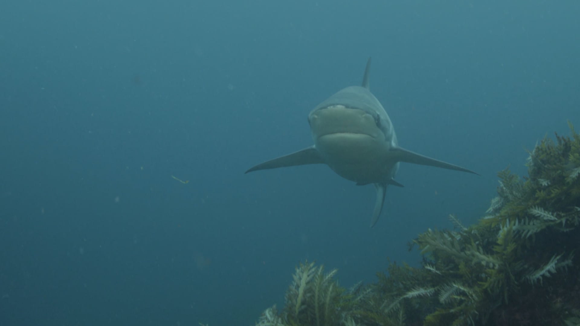 YOE - Video: Sharks - super fast swimmers