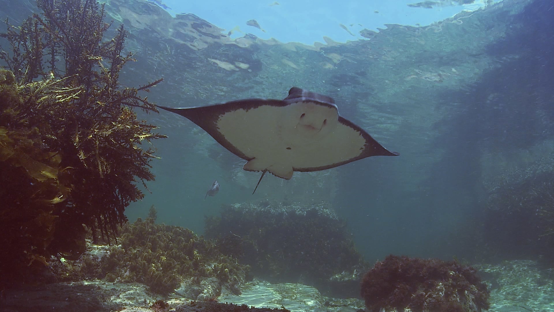 YOE - Video: Which ray is the best swimmer?