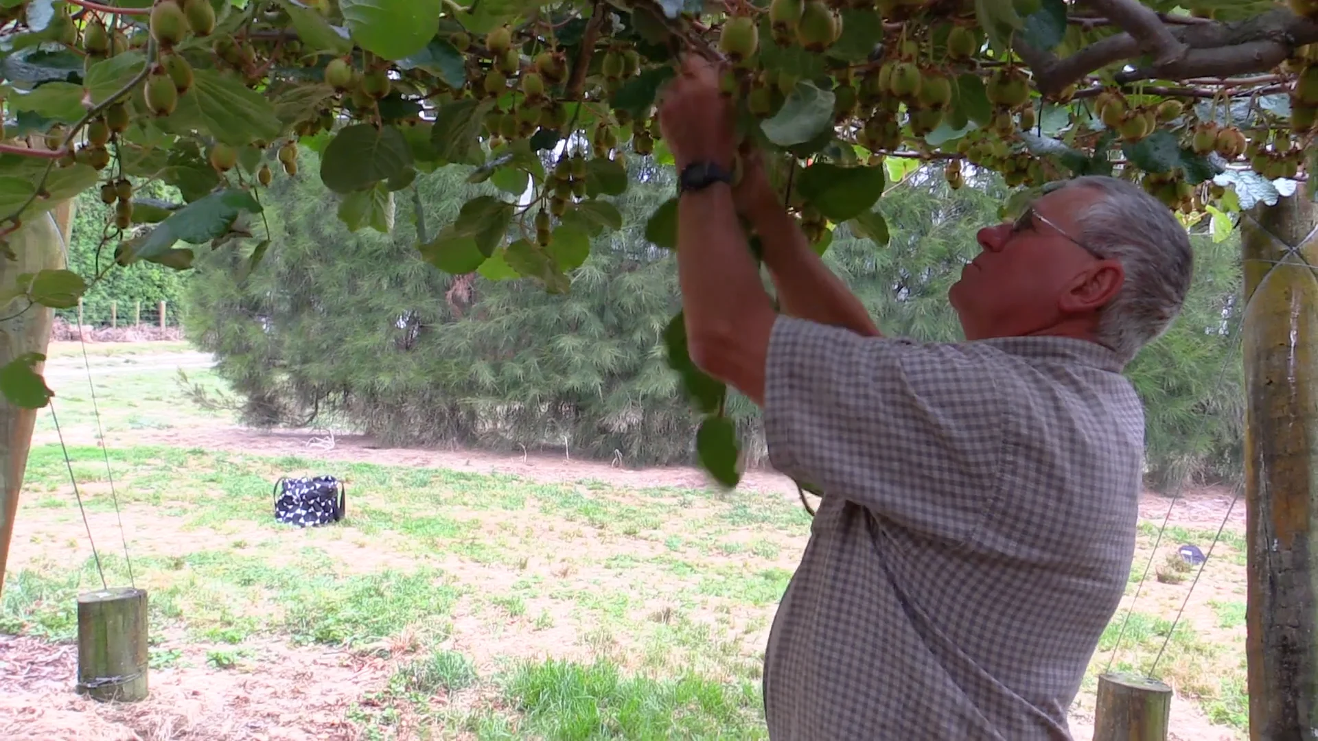 Part 1: Key principles in canopy management on Vimeo