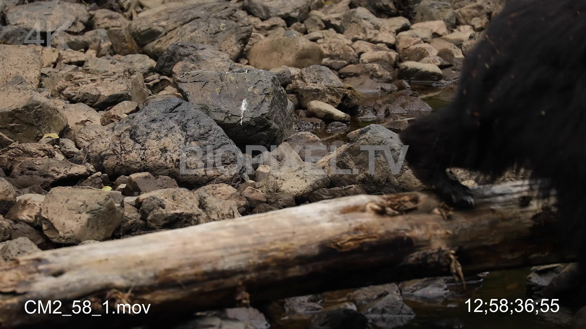 4K Bear - Black bear fishing and with young cub in Alaska 4K on Vimeo