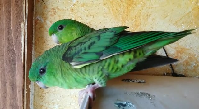 Allevamento pappagalli Roma on Vimeo