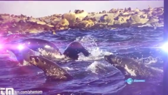 Dethklok Mermaider on Vimeo