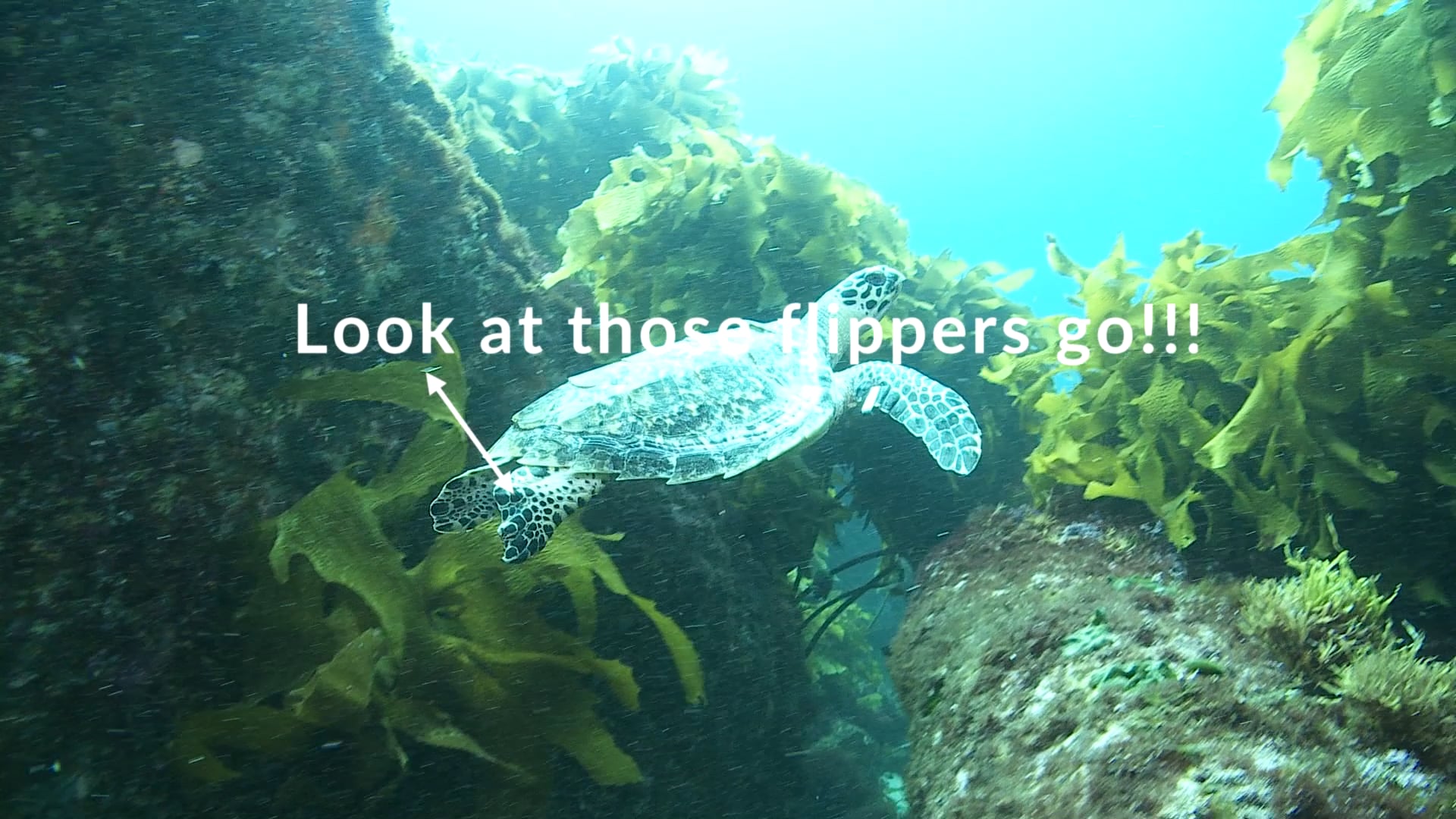 YOE - Video: What do turtles use their back flippers for?