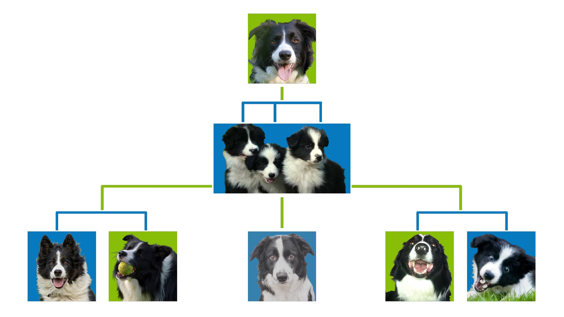Dog_Family_Tree_Animation on Vimeo