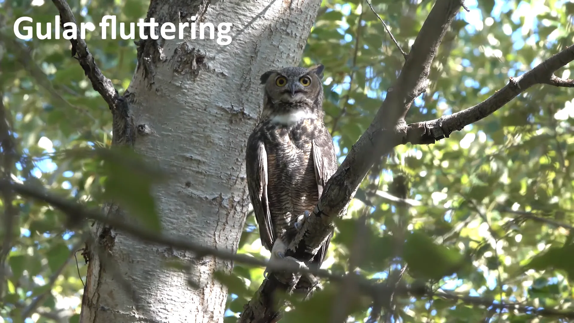 Wild Wednesdays Episode 36: Gular fluttering on Vimeo
