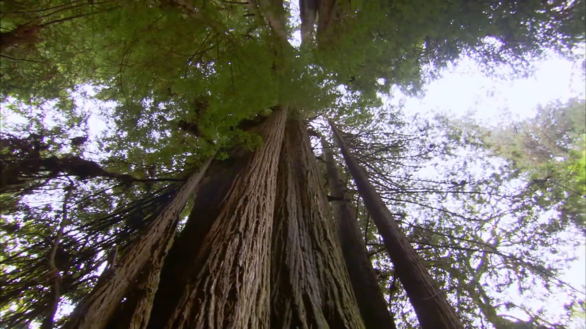 Climbing Redwood Giants (Explorer, National Geographic, 2009) - Segment ...