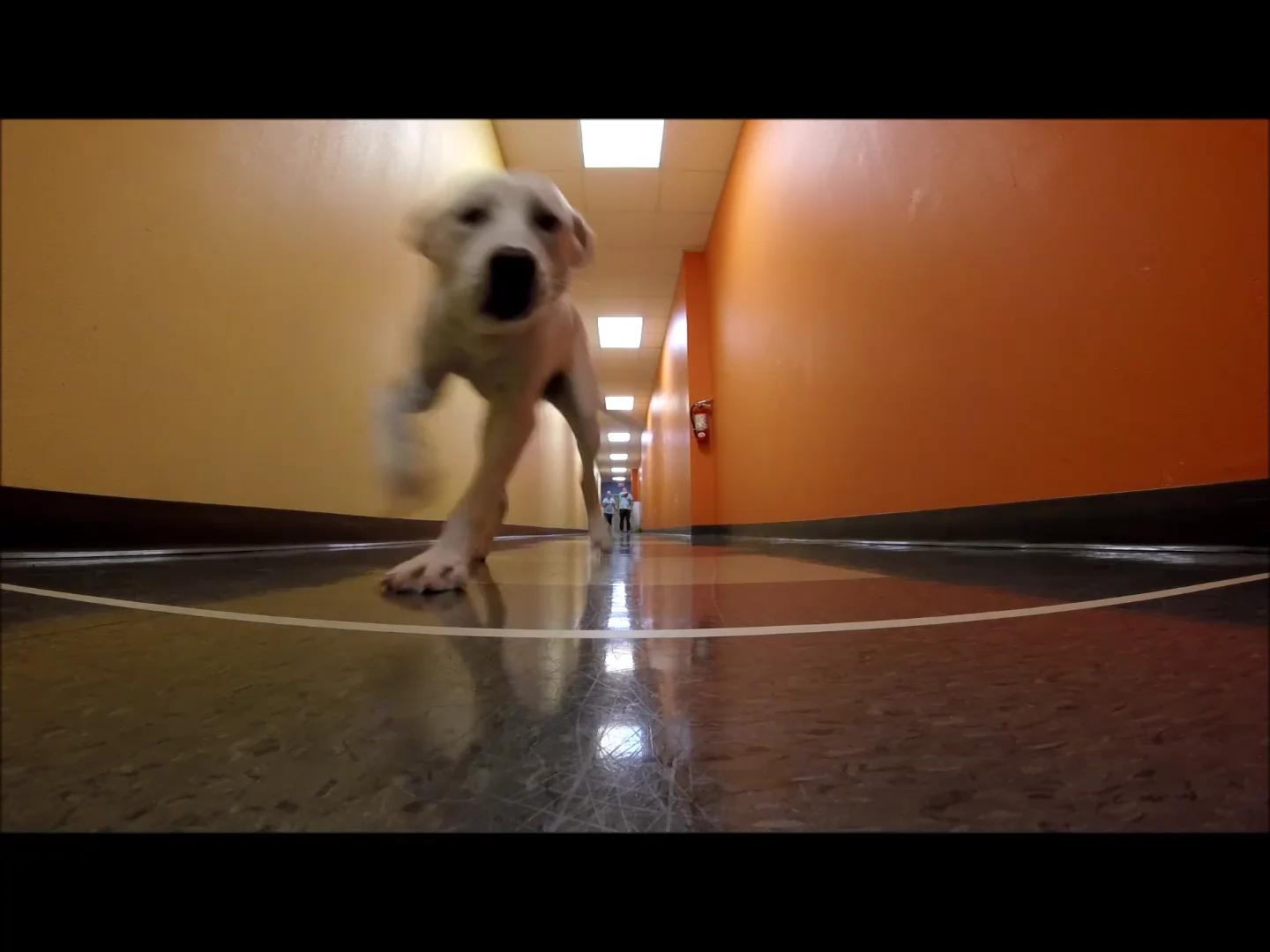 gym hallway races 2016